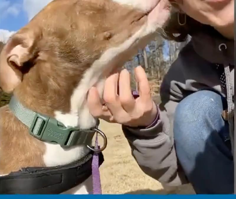 Lake Norman Humane (LKNH) - LKNConnectCommunity