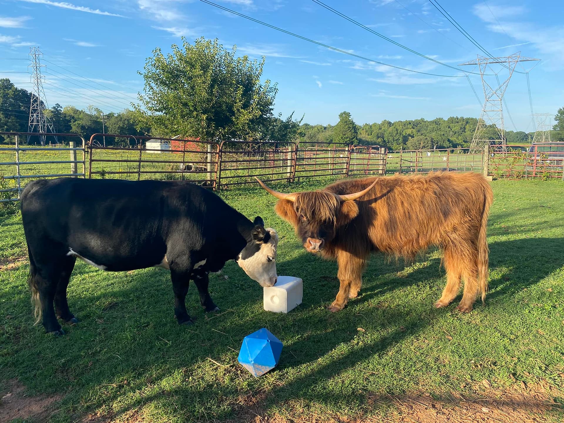 Saving The Farm! - LKNConnectCommunity