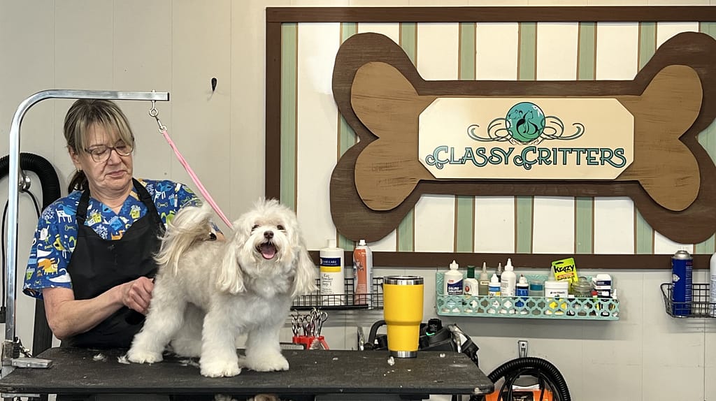 CLASSY CRITTERS – the Perfect Place for Your Fur-babies ...