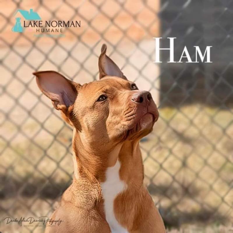 Adopt A Pet – Ham - LKNConnectCommunity