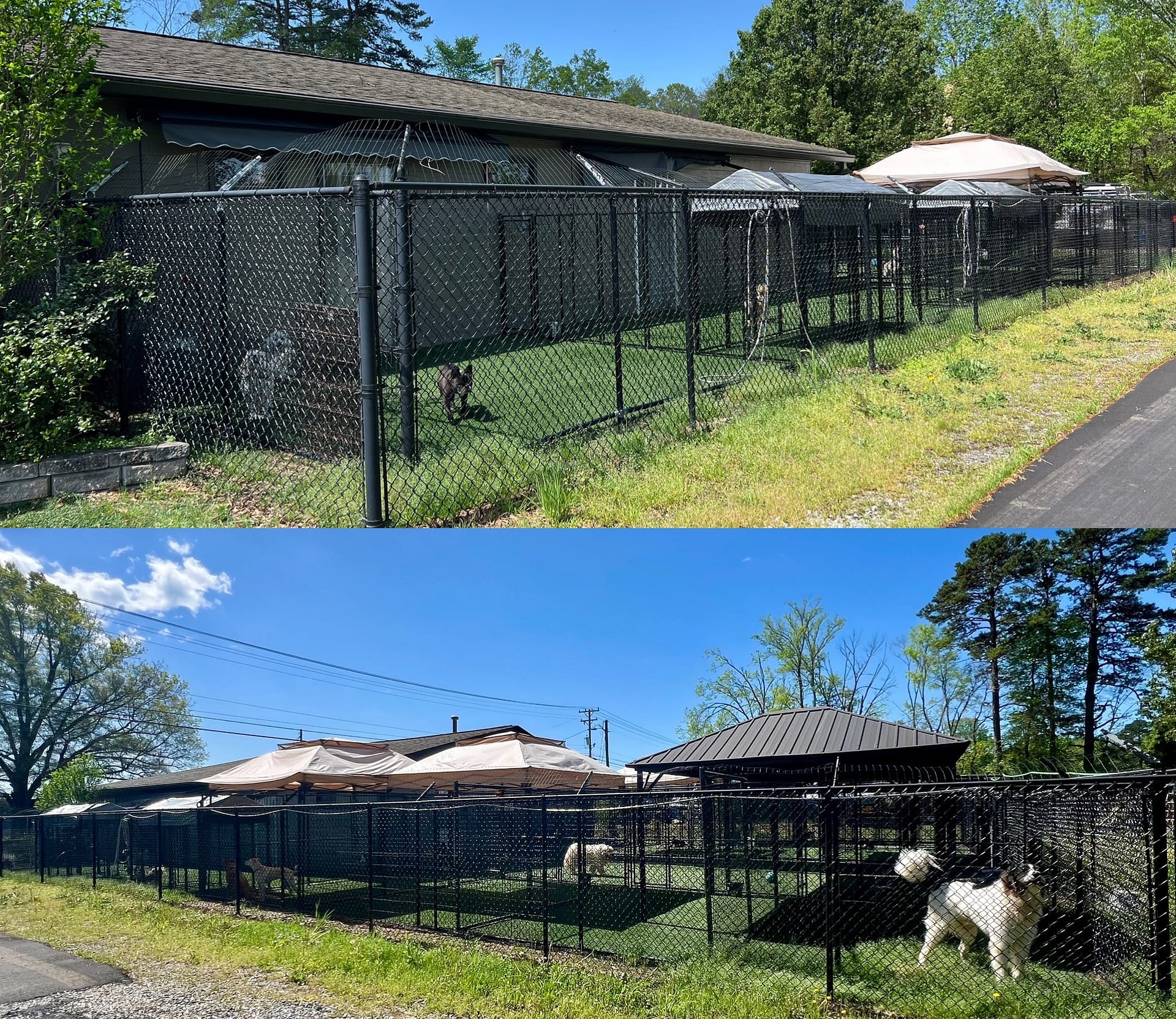 CLASSY CRITTERS – the Perfect Place for Your Fur-babies ...